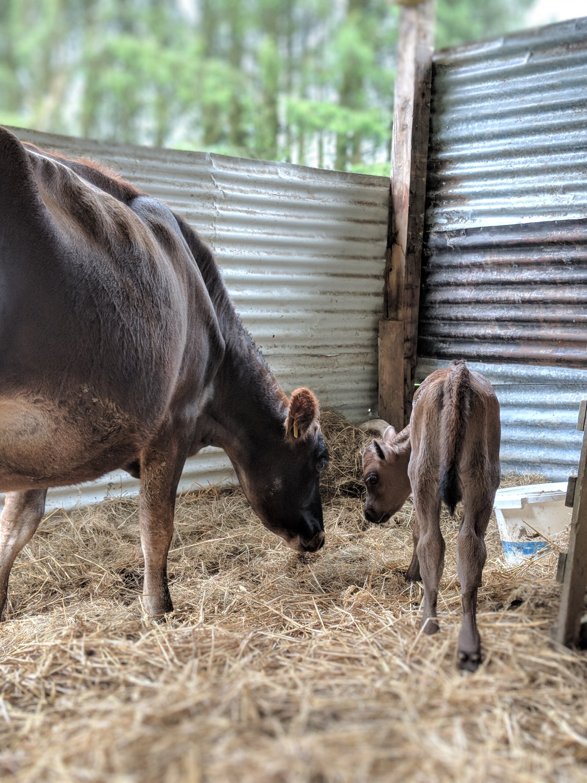 Dyfi Dairy – West Wales – Food Ethics Council